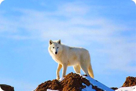 Terra Dacica Aeterna: The legend of The Big White Wolf